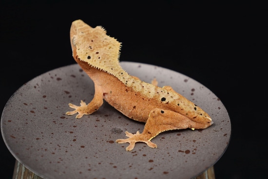 Red Dal Crested Gecko by Gecko Haven