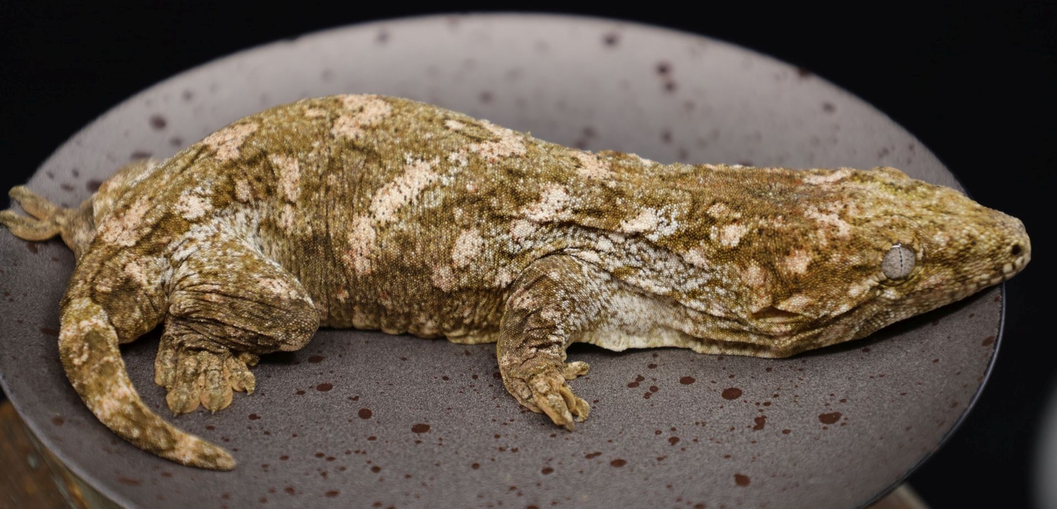 So Much White Leachianus Gecko by Gecko Haven - MorphMarket