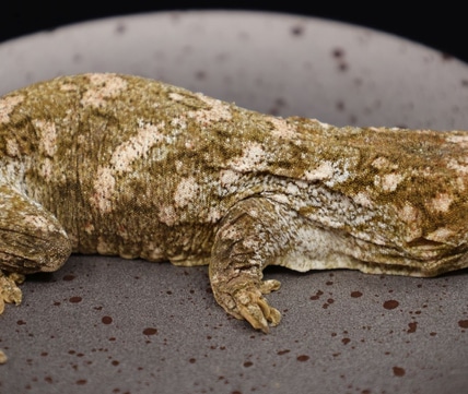 Pretty Pinks Leachianus Gecko by Gecko Haven - MorphMarket