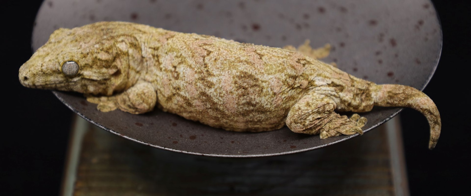 Pretty Pinks Leachianus Gecko by Gecko Haven - MorphMarket