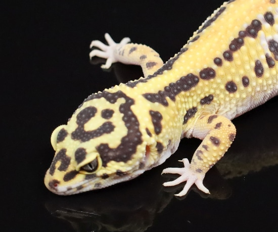 Firebold Leopard Gecko by Gecko Haven