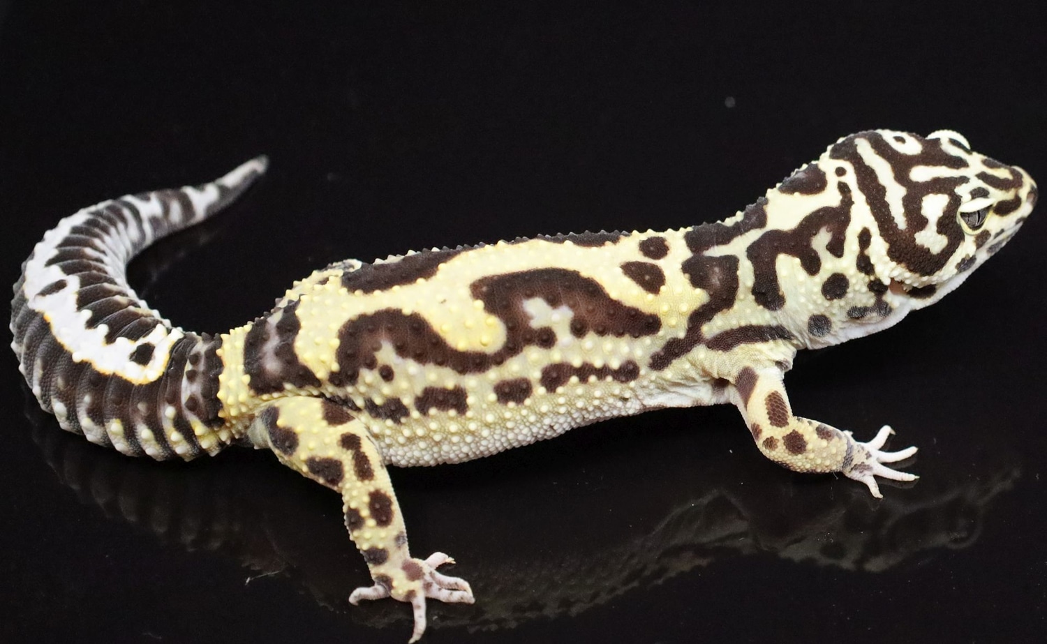 Mack Snow Bold Leopard Gecko by Gecko Haven - MorphMarket