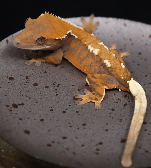 SABLE - Orange Crested Gecko by Gecko Haven