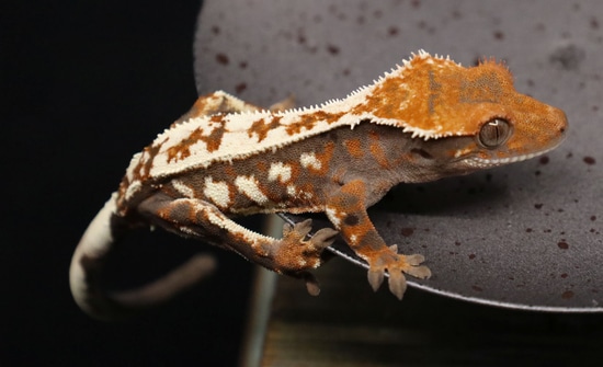 Sable - Bright! Crested Gecko by Gecko Haven