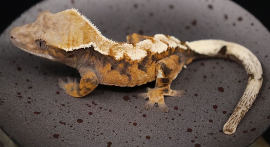 Sable - Beautiful! Crested Gecko by Gecko Haven
