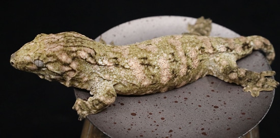 Deep Color Leachianus Gecko by Gecko Haven