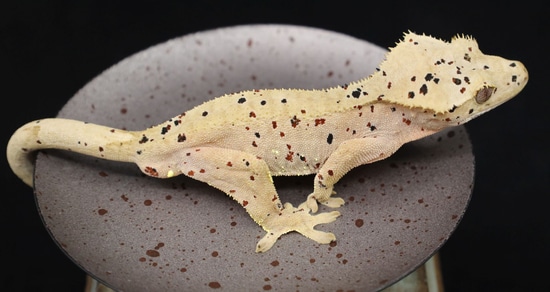 RED SPOT Red Super Dal Crested Gecko by Gecko Haven