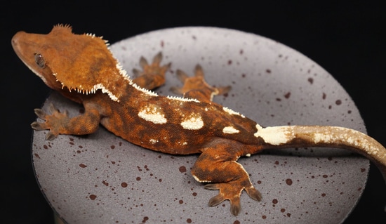 Sable. Orange Crested Gecko by Gecko Haven