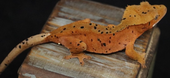 Red Super Dal Crested Gecko by Gecko Haven