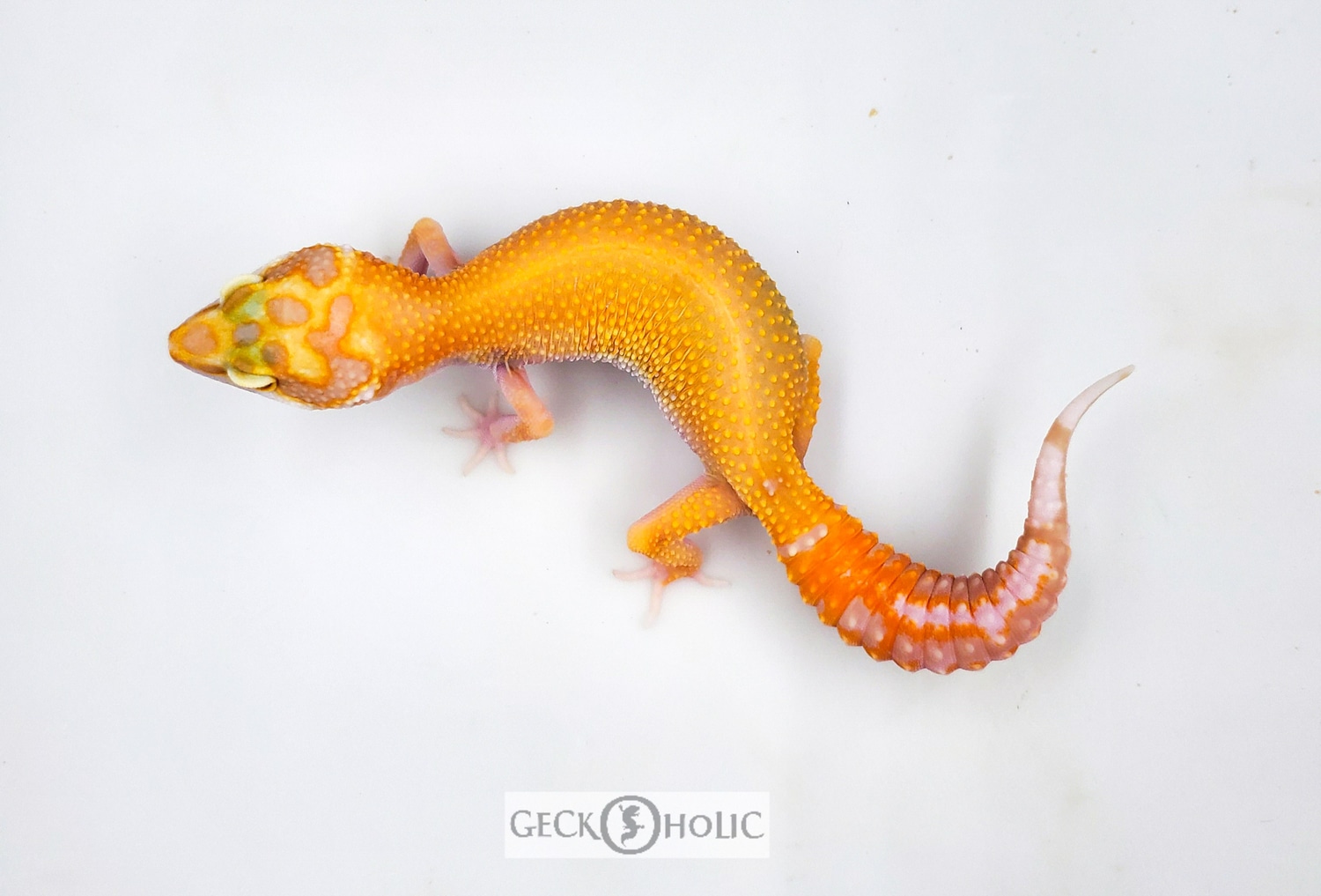 Atomic G Cross Tremper 66% Het Eclipse Leopard Gecko by Geckoholic ...