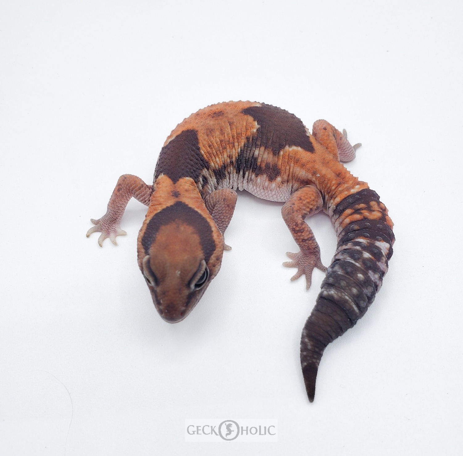 100% Het Amel/Patternless African Fat-Tailed Gecko by Geckoholic ...