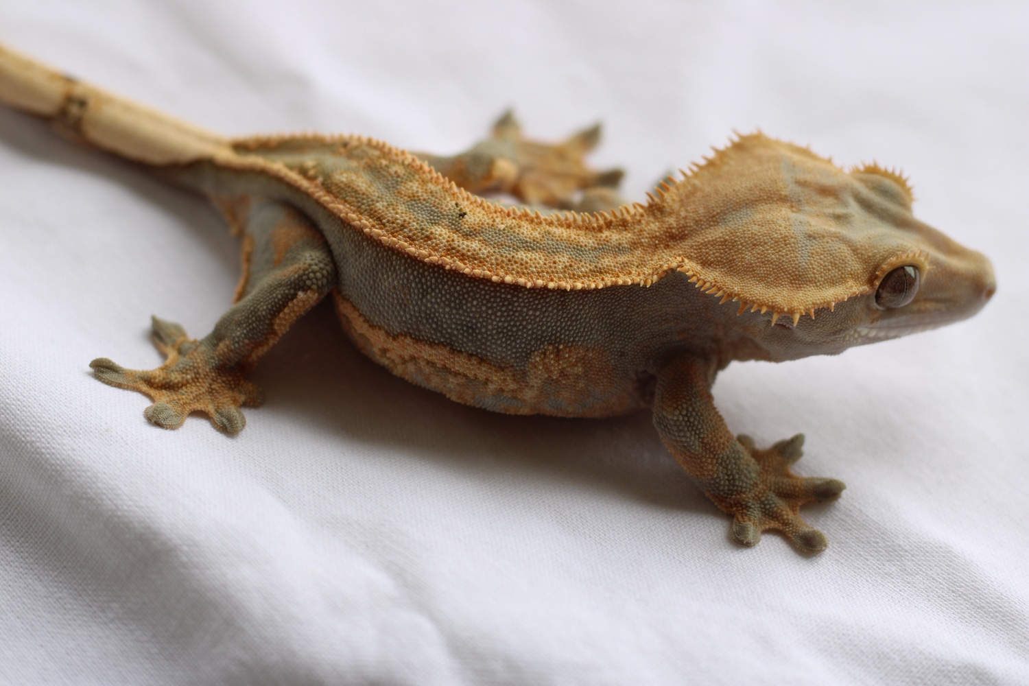 Lavender Tangerine Crested Gecko by Gecko Kaboom - MorphMarket