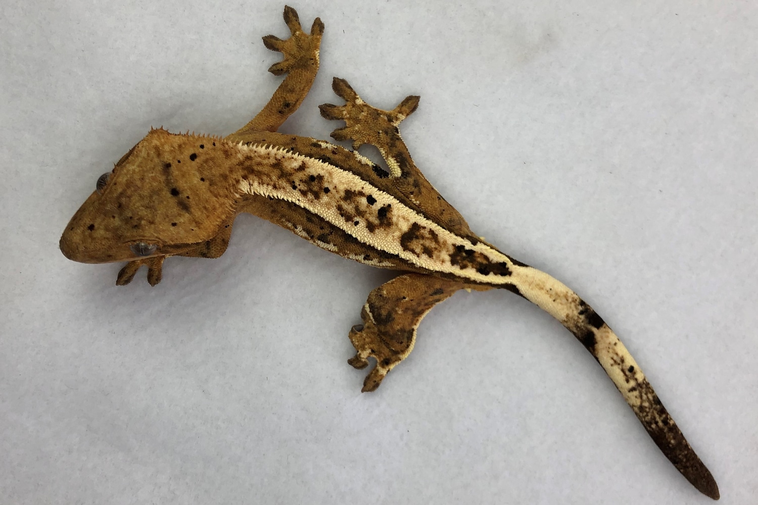 Ink & Cream Crested Gecko by Gecko Kaboom - MorphMarket