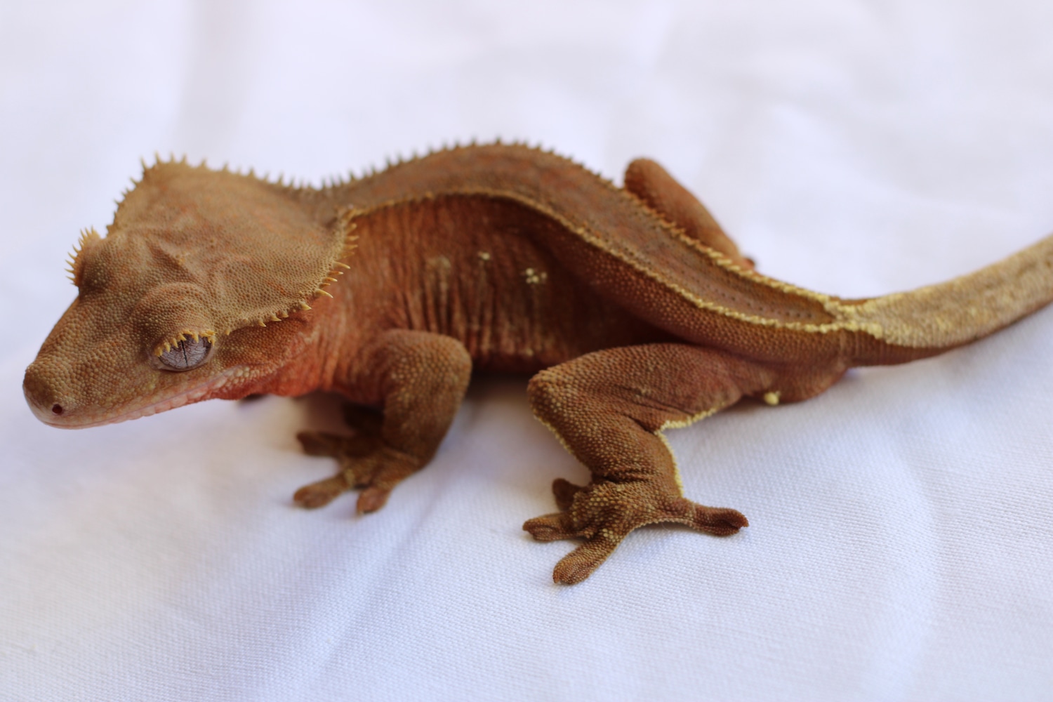 Phantom Red Pinstripe Crested Gecko by Gecko Kaboom - MorphMarket