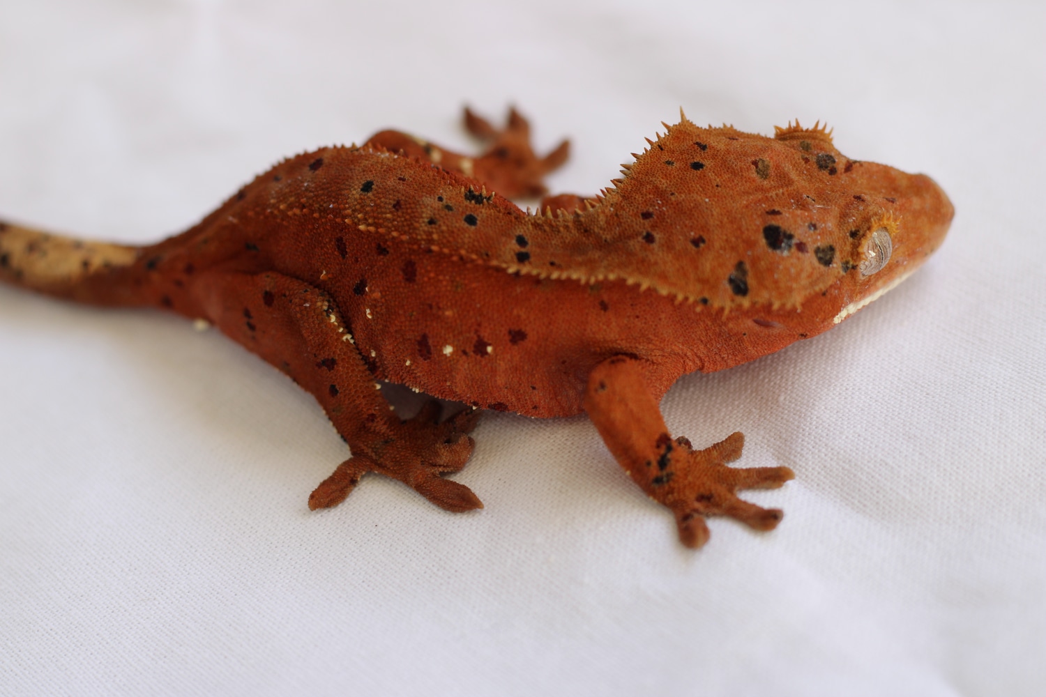 Red Base Confetti Super Dalmatian Crested Gecko by Gecko Kaboom ...