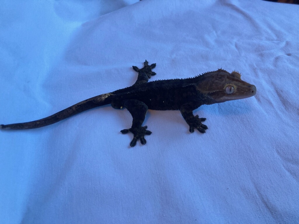 Dark Base RTB Male Crested Gecko by Gecko Kaboom - MorphMarket