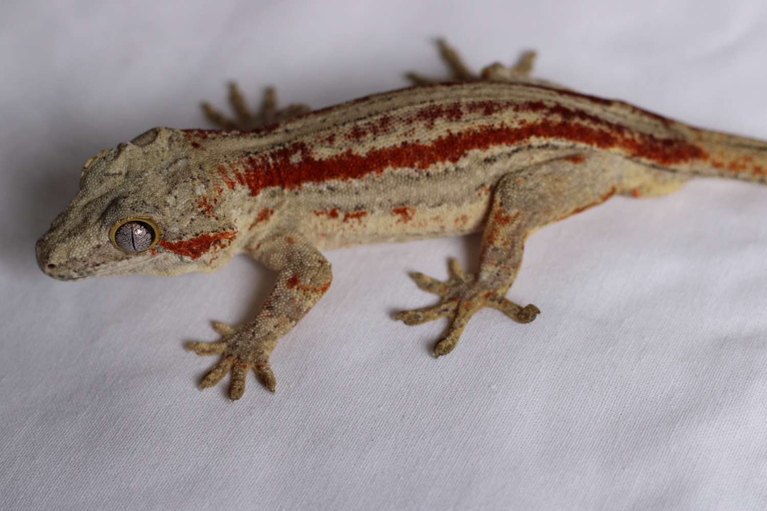 Red Stripe RTB Gargoyle Gecko by Gecko Kaboom - MorphMarket