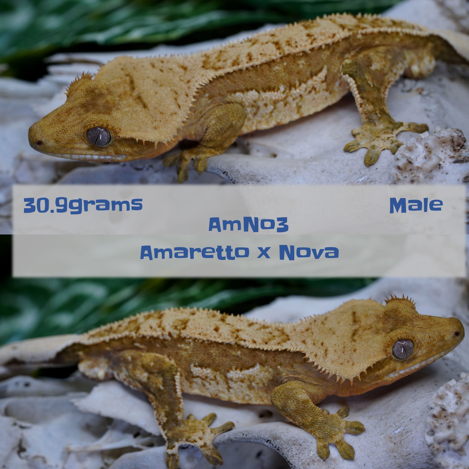 Yellow Softscale Harlequin Crested Gecko by Gecko Laboratory, LLC ...