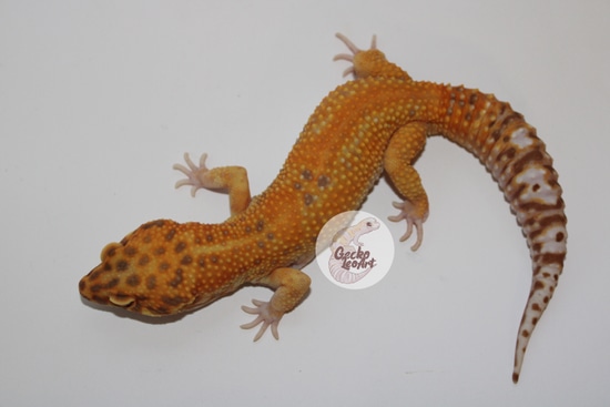 Leopard Gecko Red Diamond by Geckoleoart