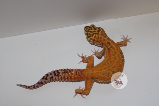 Leopard Gecko Red Diamond by Geckoleoart
