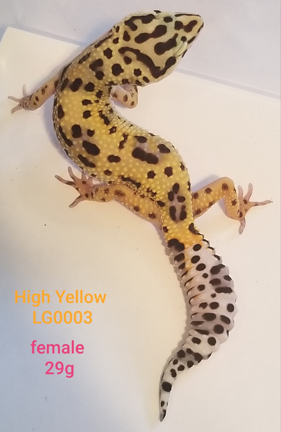 High Yellow Leopard Gecko by The Reptile Company of Wisconsin - MorphMarket