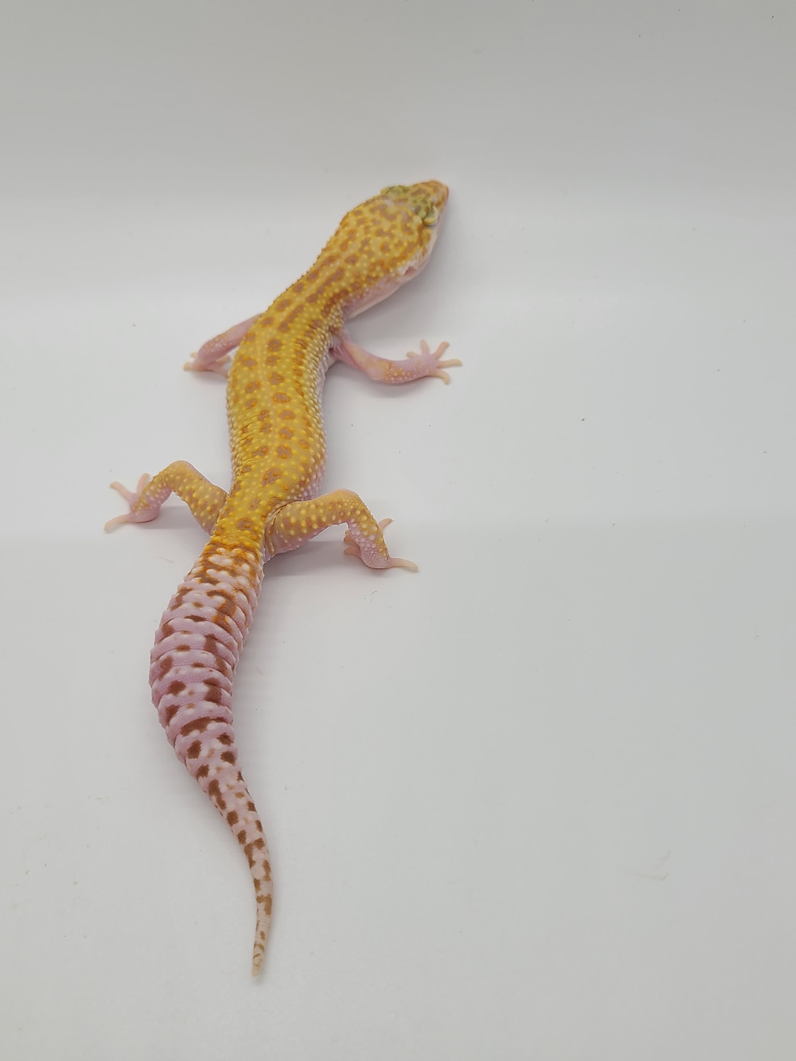 Raptor Leopard Gecko by The Reptile Company of Wisconsin - MorphMarket