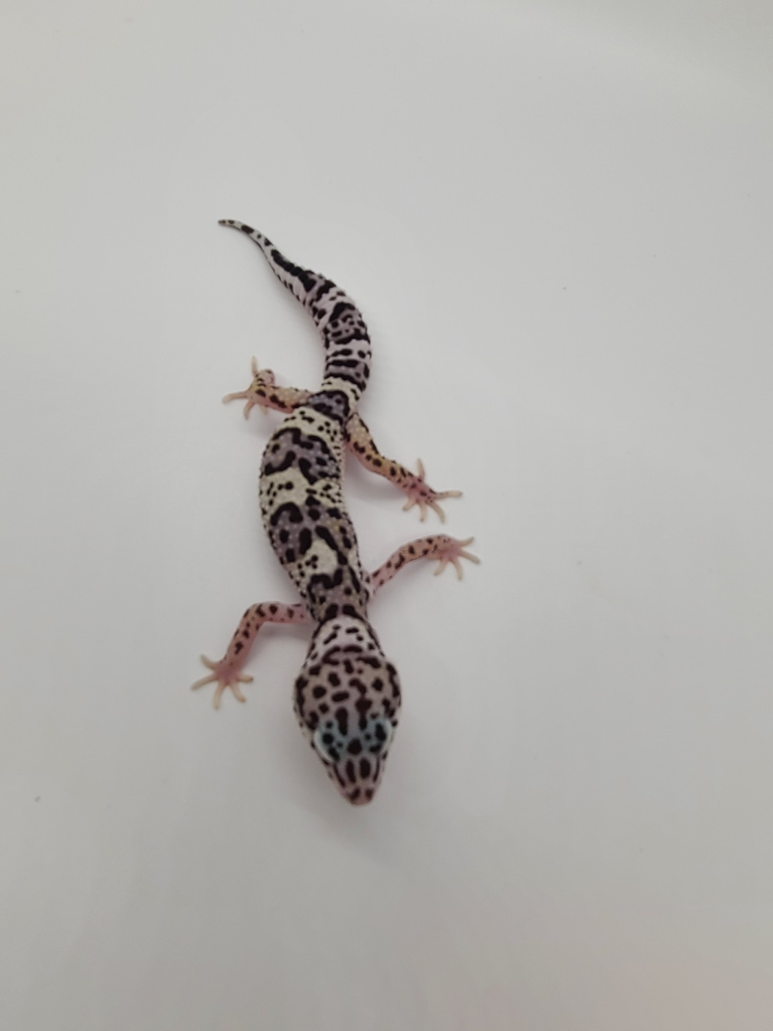 Mack Snow Leopard Gecko by The Reptile Company of Wisconsin - MorphMarket