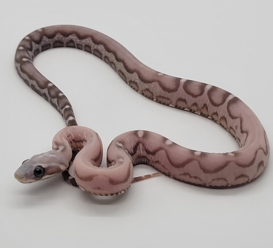 Scaleless Ghost Corn Snake by The Reptile Company of Wisconsin