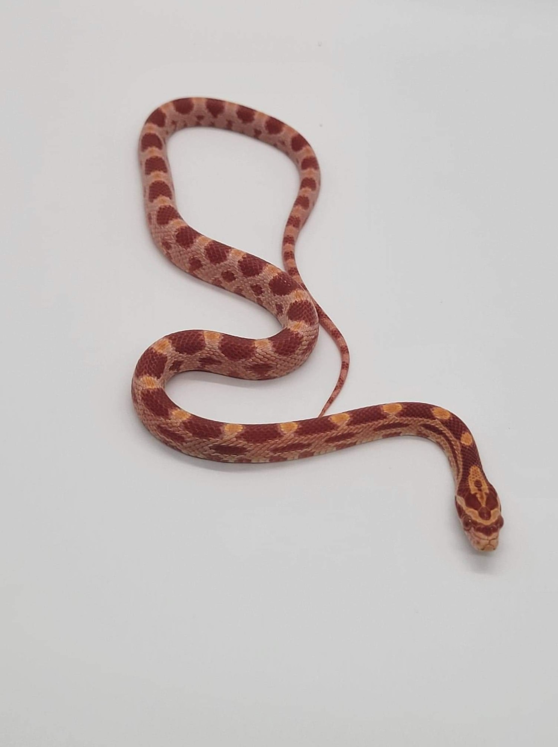 Amel Het Anery Hypo Corn Snake by The Reptile Company of Wisconsin ...
