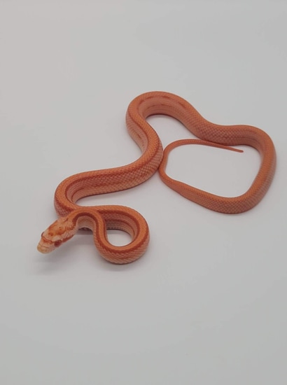 Amel Stripe Poss Het Scaleless Corn Snake by The Reptile Company of ...