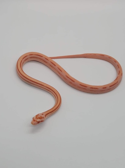 Amel Stripe Poss Het Scaleless Corn Snake by The Reptile Company of ...