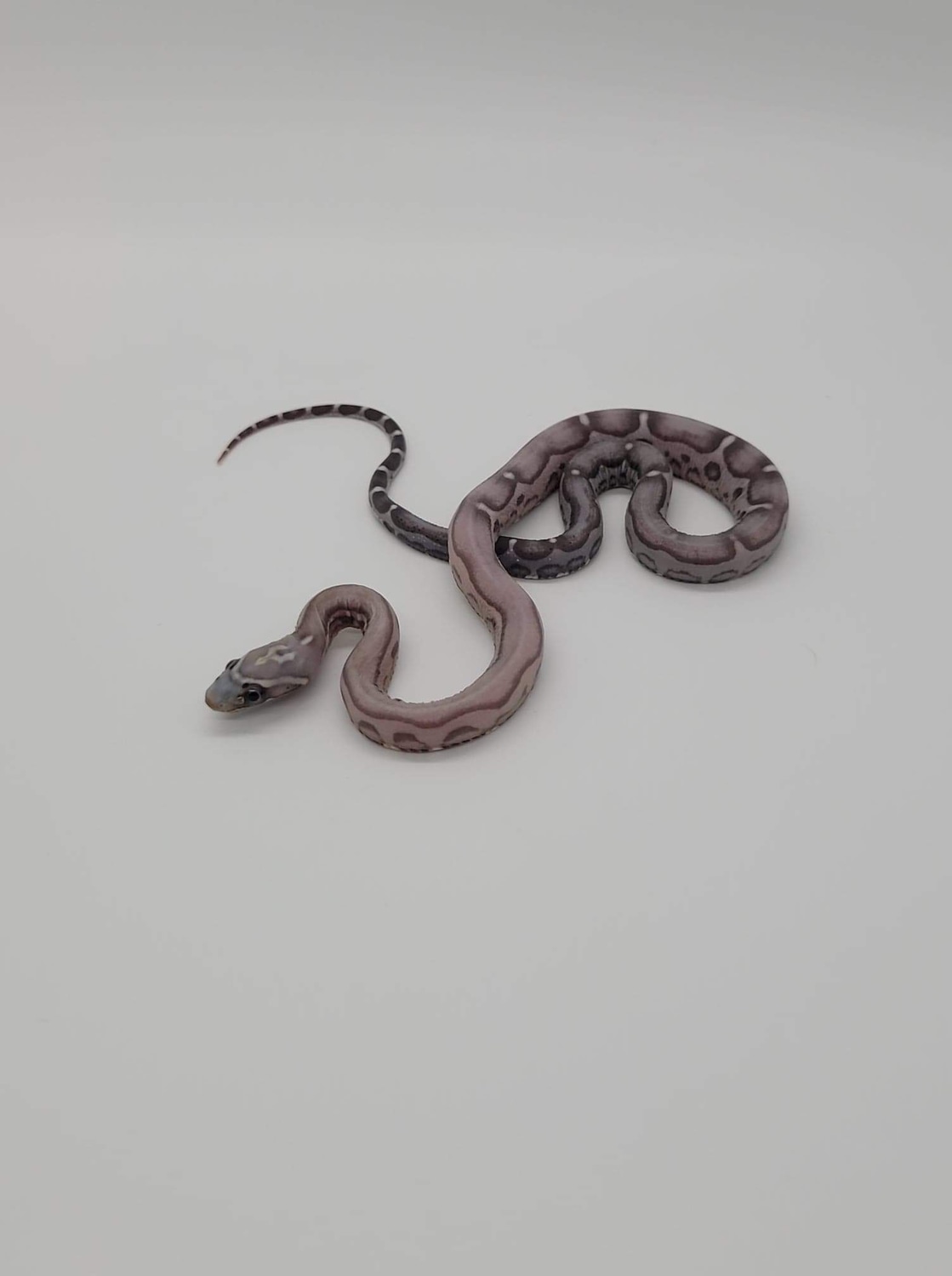 Scaleless Anery Het Amel Hypo Corn Snake by The Reptile Company of ...