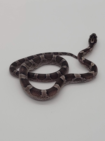 Pewter Corn Snake by The Reptile Company of Wisconsin