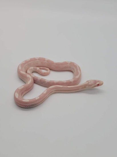 Snow Motley Poss Het Scaleless Corn Snake by The Reptile Company of ...