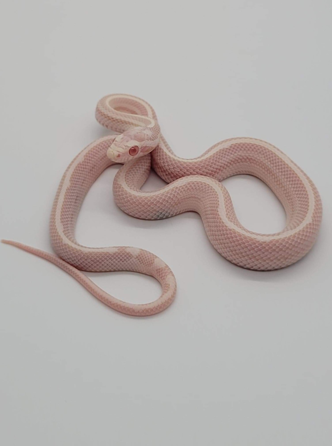 Snow Pinstripe Poss Het Scaleless Corn Snake by The Reptile Company of ...