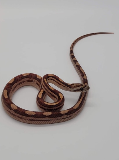 Motley Het Scaleless Hypo Amel Corn Snake by The Reptile Company of ...