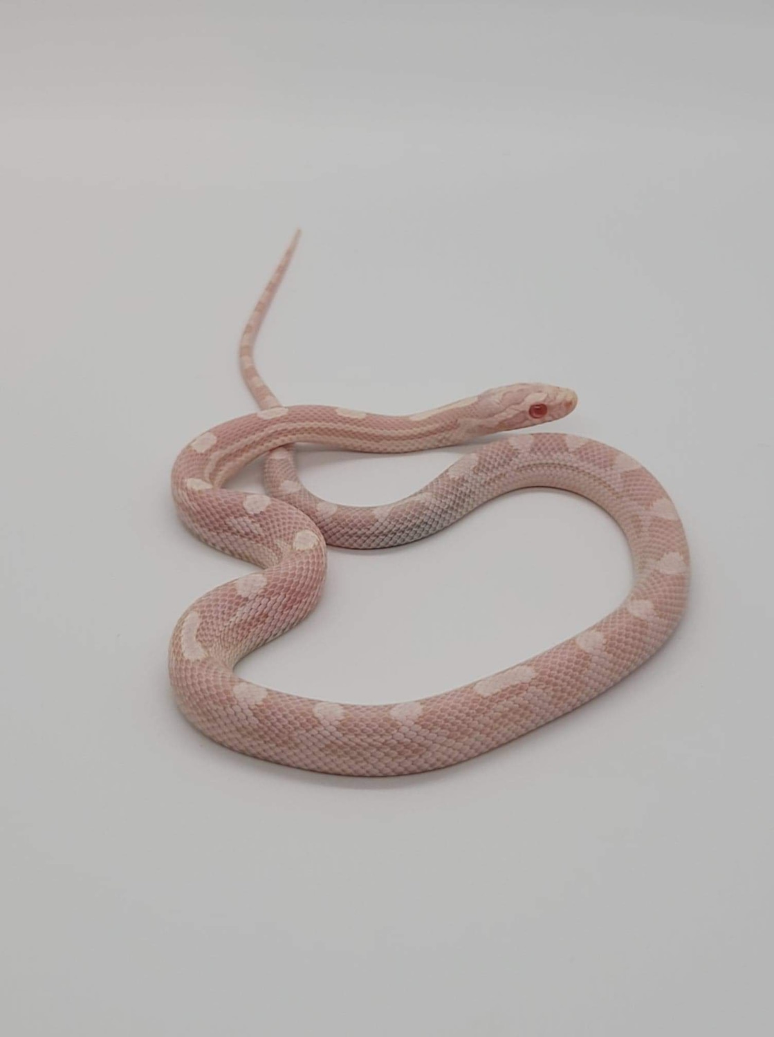 Snow Motley Poss Het Scaleless Corn Snake by The Reptile Company of ...