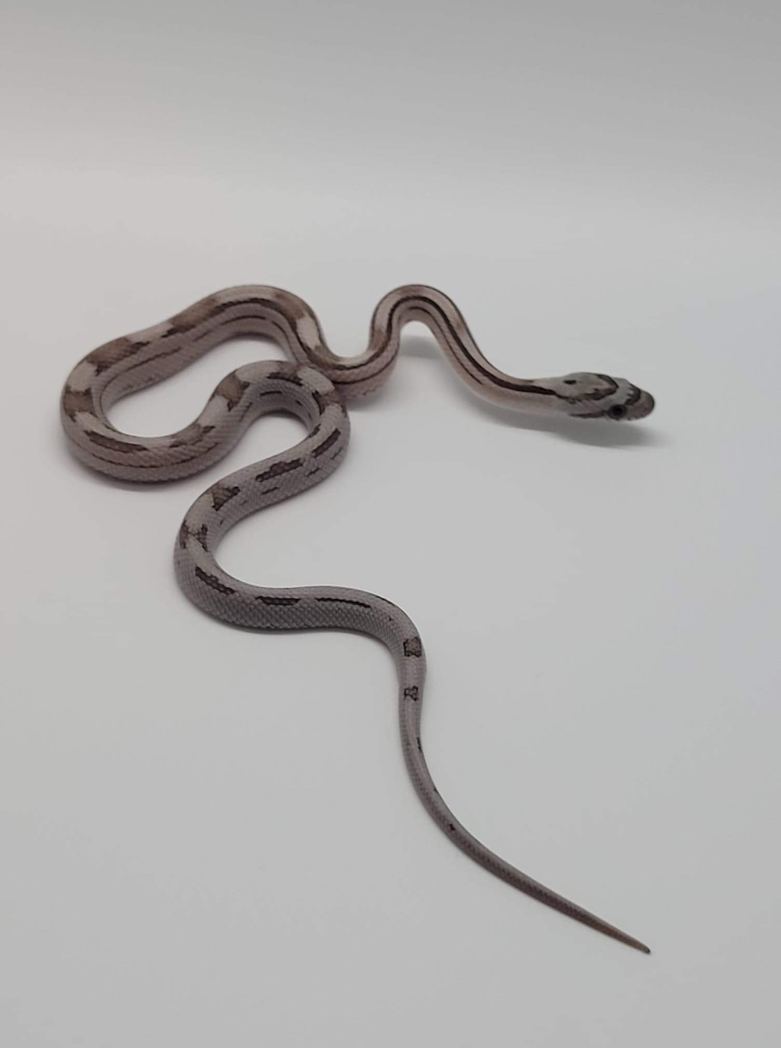 Anery Stripe Het Hypo Diffused Corn Snake by The Reptile Company of ...