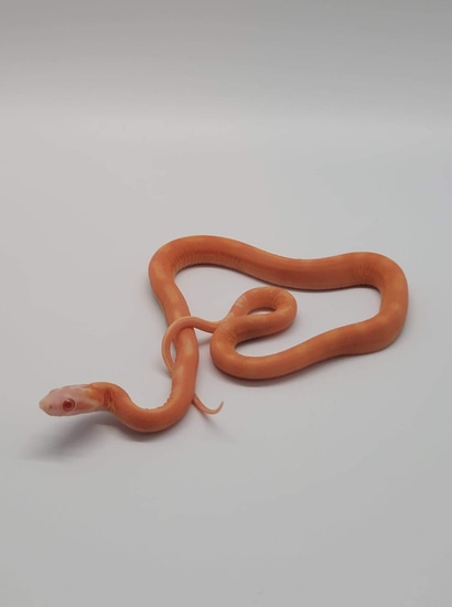 Scaleless Amel Motley Corn Snake by The Reptile Company of Wisconsin