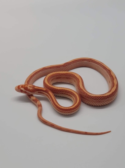 Amel Motley Possible Het Scaleless Corn Snake by The Reptile Company of ...