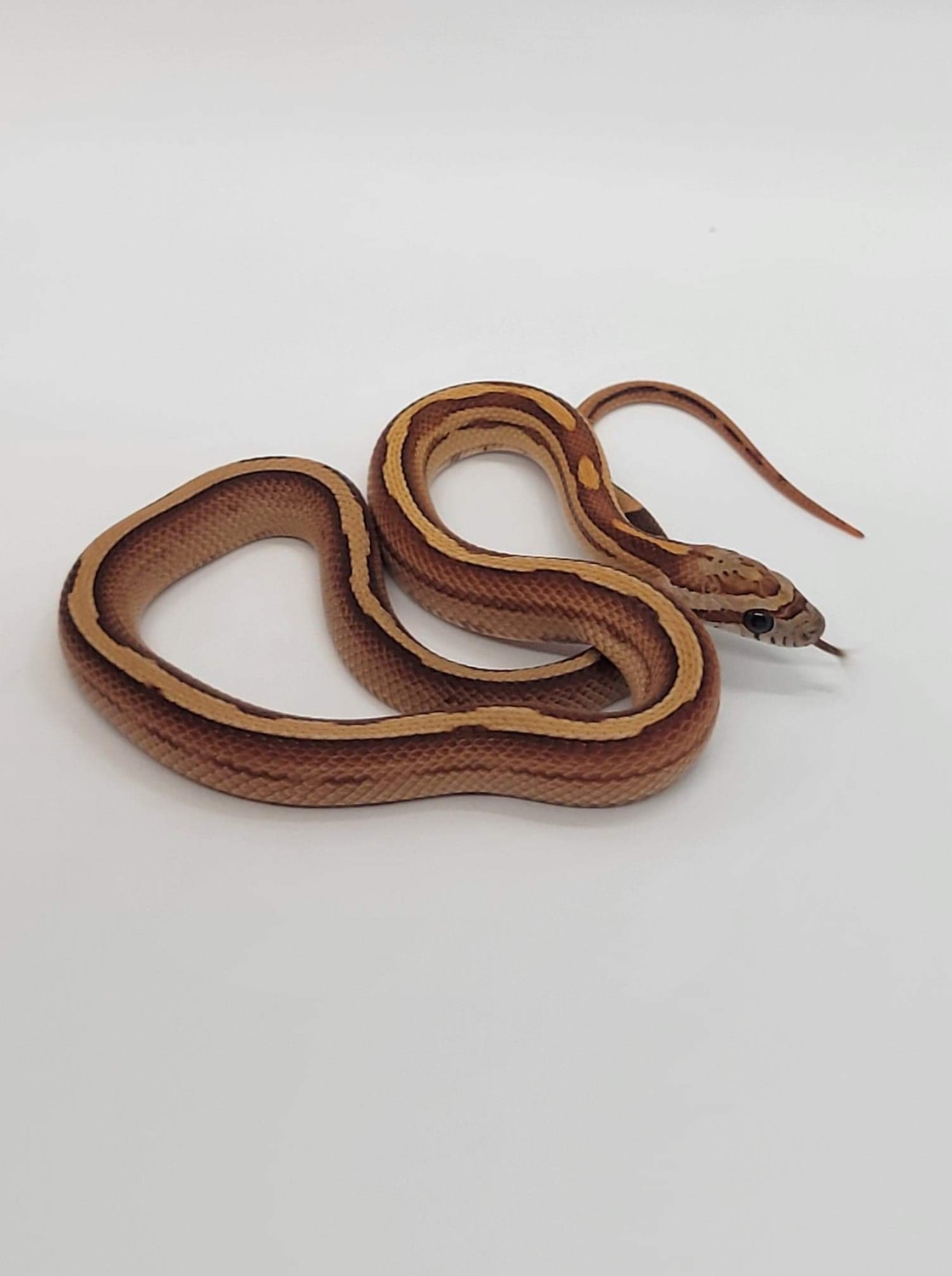 Motley/Stripe Het Amel Het Hypo Possible Het Scaleless Corn Snake by ...
