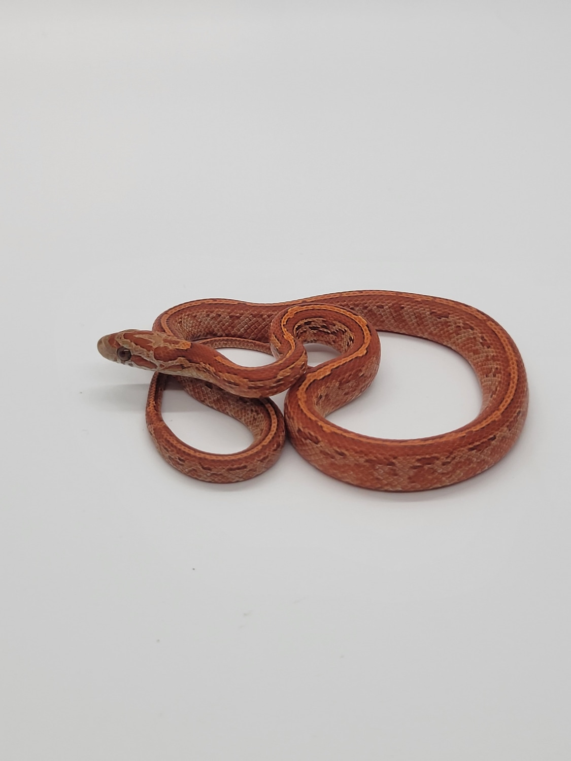 Hypo Diffused Tessera Het Anery Pos Het Charcoal Corn Snake by The ...