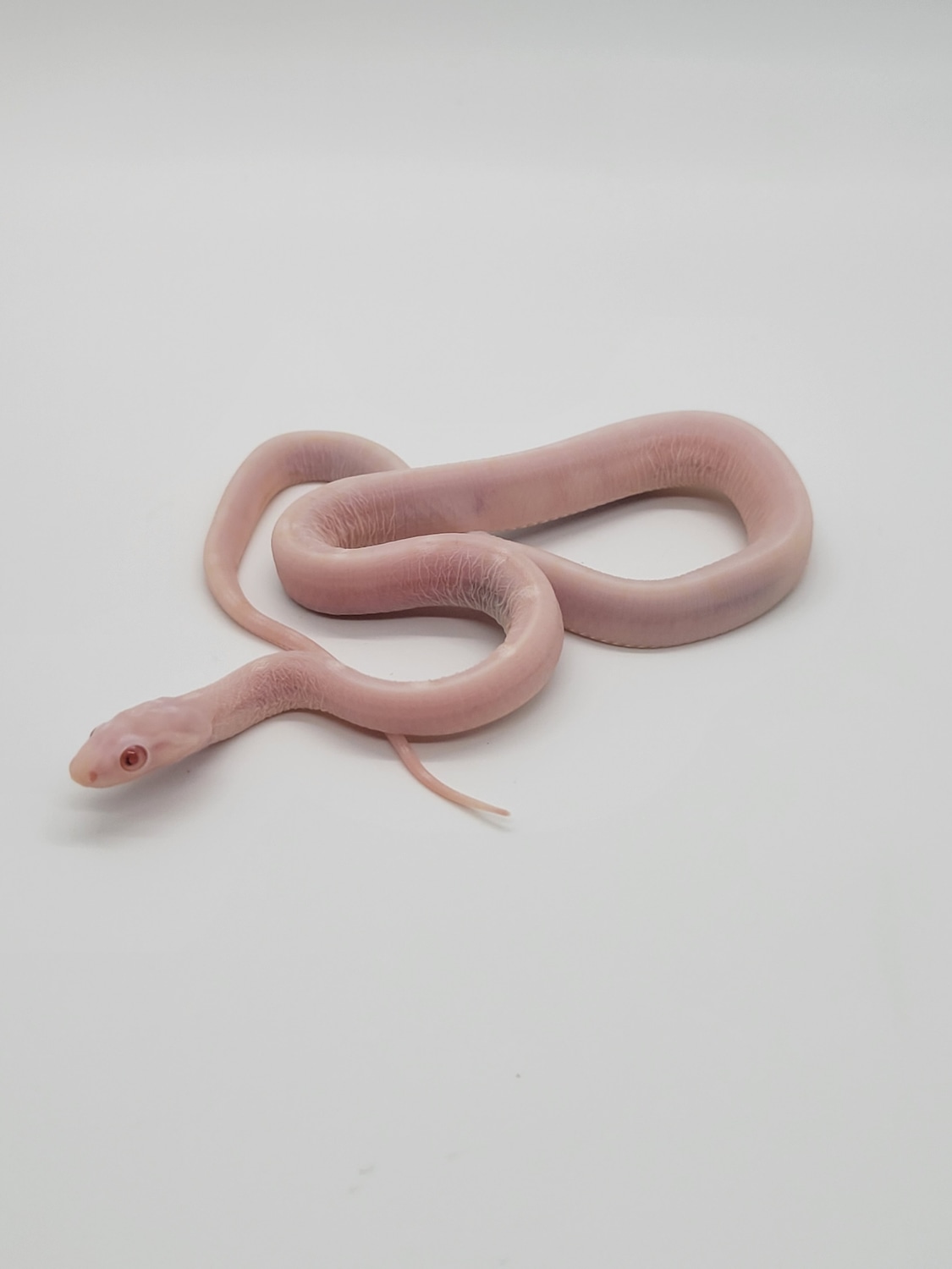 Scaleless Snow Motley Corn Snake by The Reptile Company of Wisconsin ...
