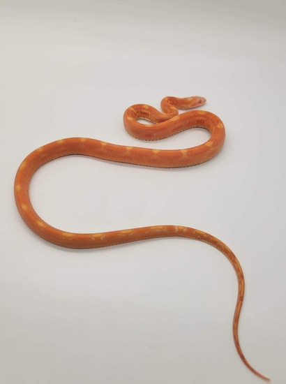Scaleless Amel Het Anery Hypo Corn Snake by The Reptile Company of ...