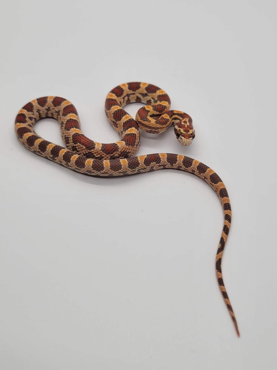Ultramel Okeetee Corn Snake by The Reptile Company of Wisconsin ...