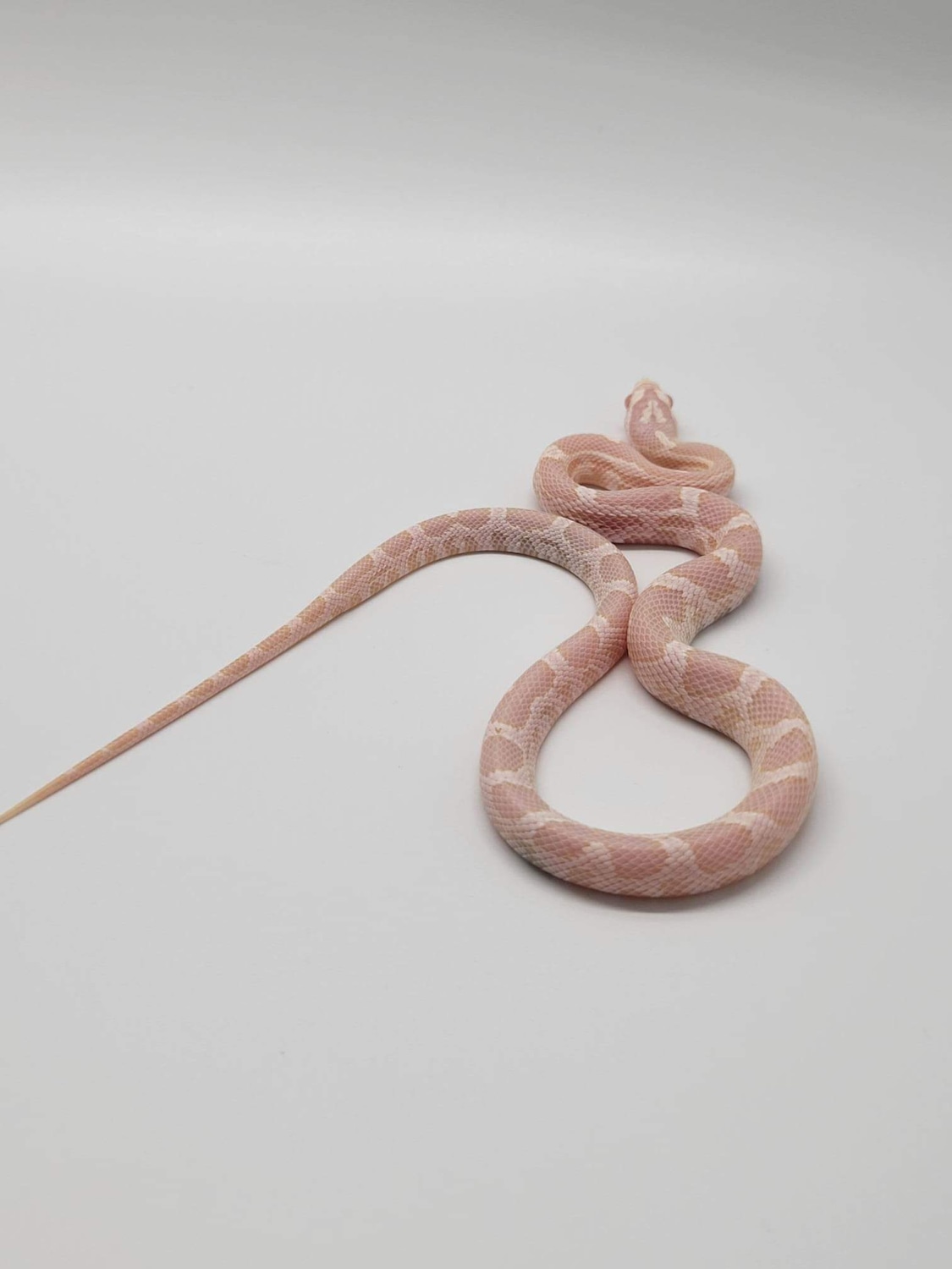 Snow Pos Het Scaleless Corn Snake by The Reptile Company of Wisconsin ...