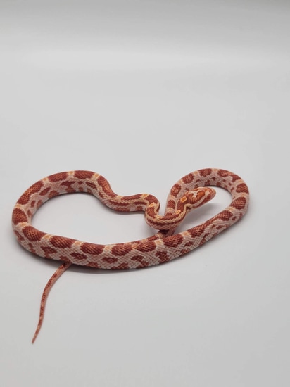 Amel Het Scaleless Anery Hypo Corn Snake by The Reptile Company of ...