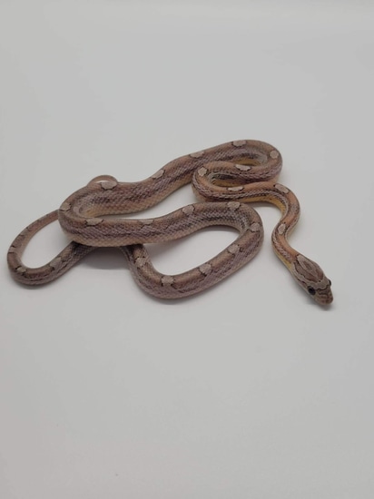 2021 Anery Motley Corn Snake by The Reptile Company of Wisconsin