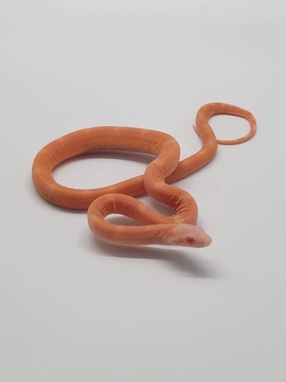 Scaleless Amel Motley Corn Snake by The Reptile Company of Wisconsin