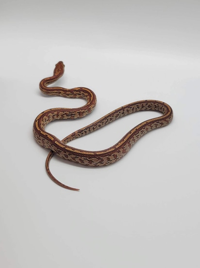 Tessera Possible Het Sunkissed Charcoal Corn Snake by The Reptile ...